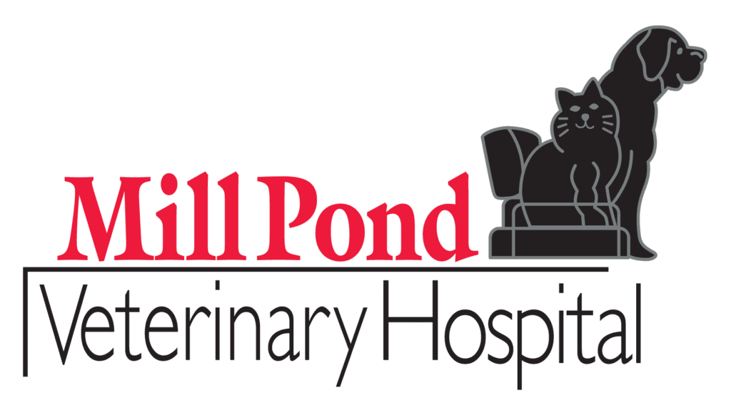 Veterinarians Brandford | Animal Hospital Branford